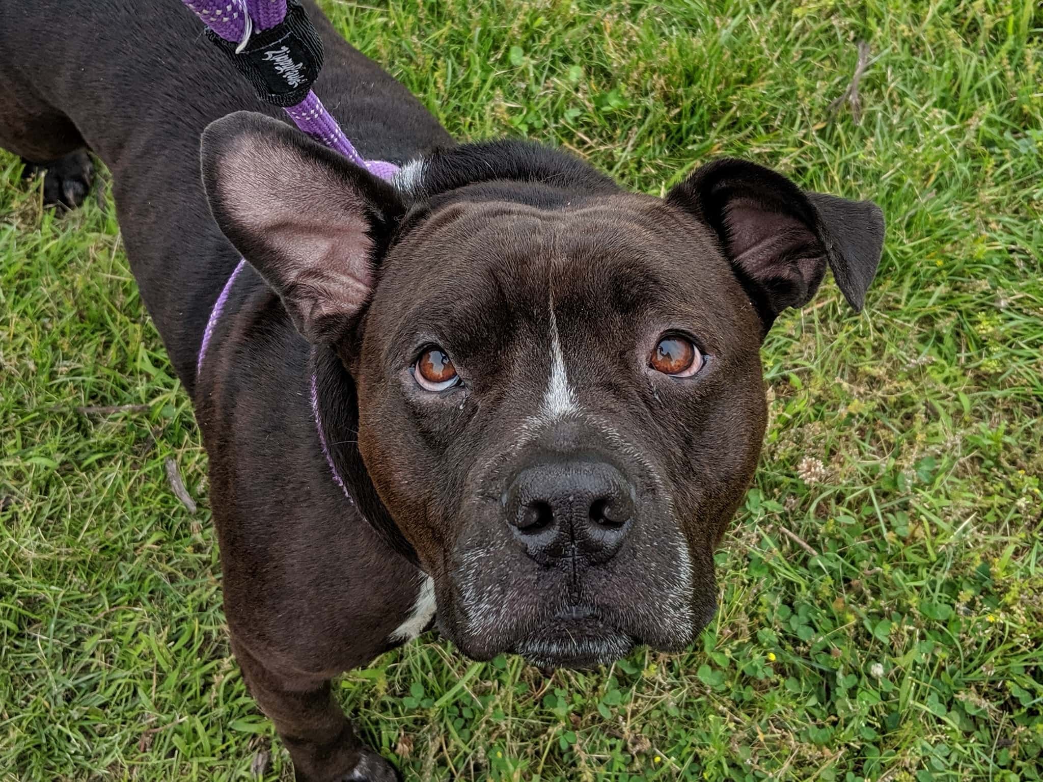 Indianapolis Animal Care & Control and Noah's Animal Hospitals ...