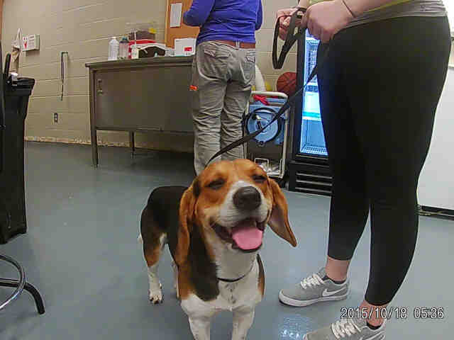 Indianapolis Animal Care & Control Adoptable Pets November - B 105.7