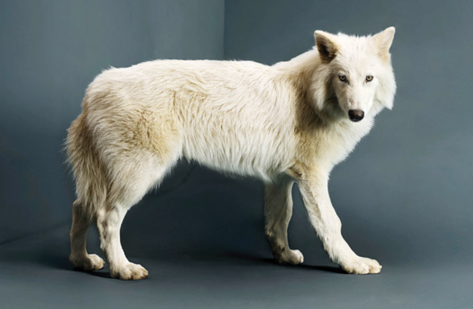 5 Things You Need to Know About the Return of the Dire Wolf